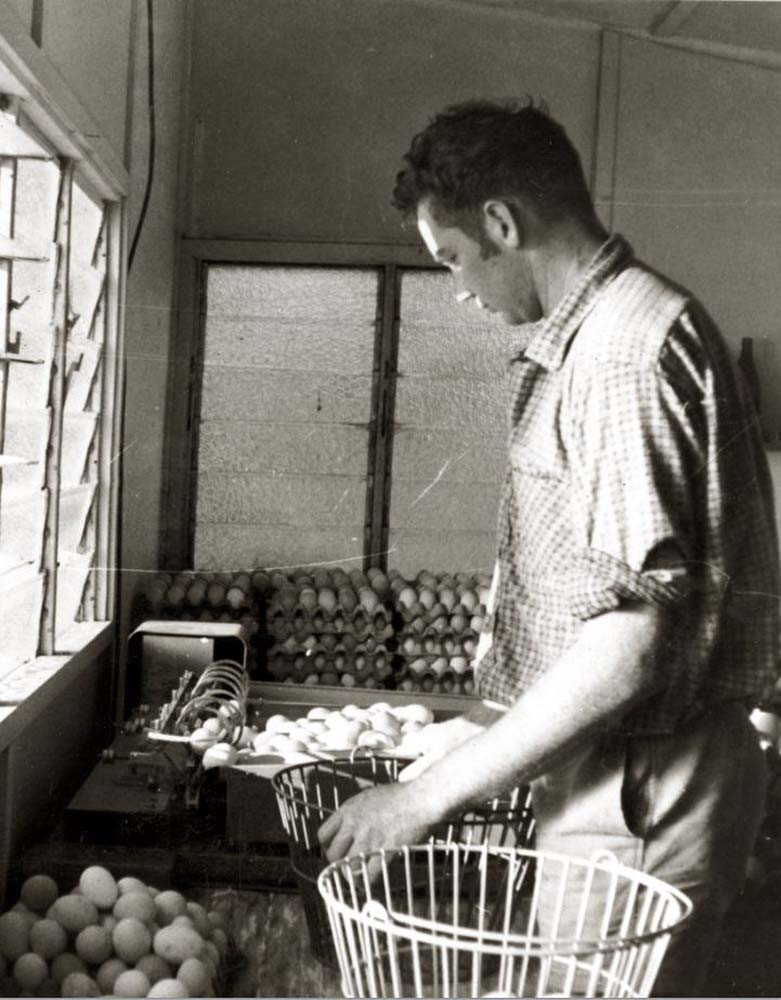 Celebrating a century of Stockman’s local eggs | The Express Newspaper ...