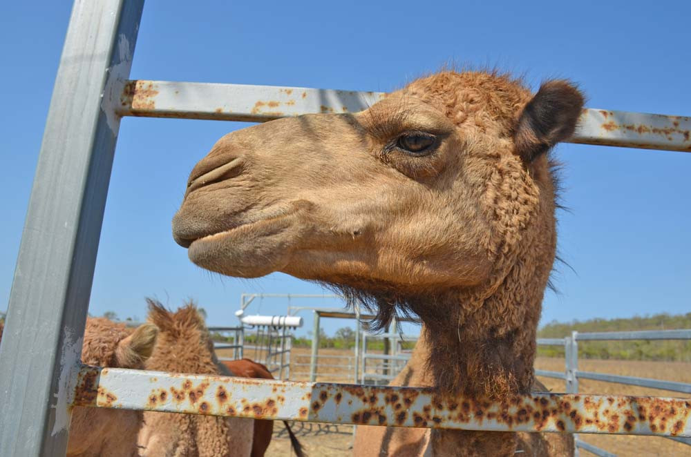 On farm fun for all to enjoy | The Express Newspaper | Local News ...