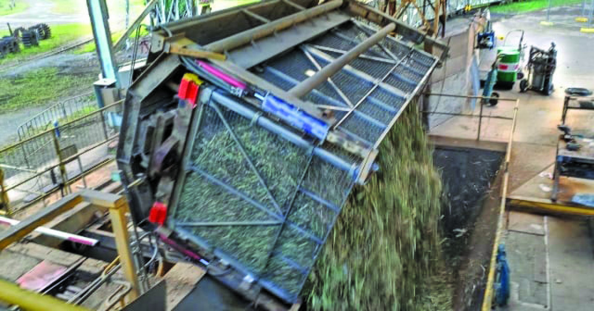 Cane crushing season begins | The Express Newspaper | Local News ...