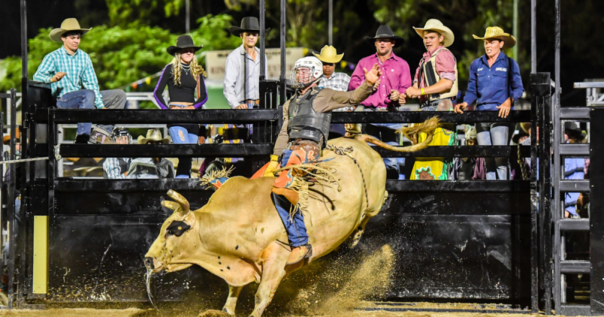 Search for bull riding champion begins | The Express Newspaper | Local ...
