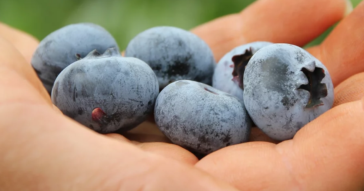 Grant to boost berry production | The Express Newspaper | Local News ...