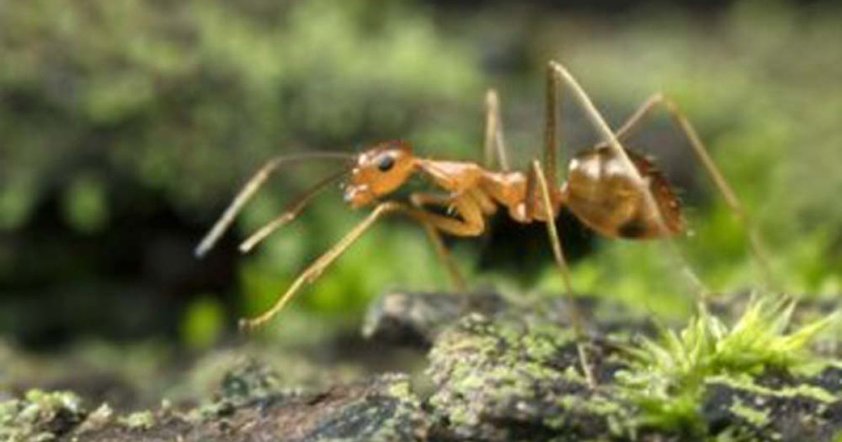 Crazy ants still on the loose | The Express Newspaper | Local News ...
