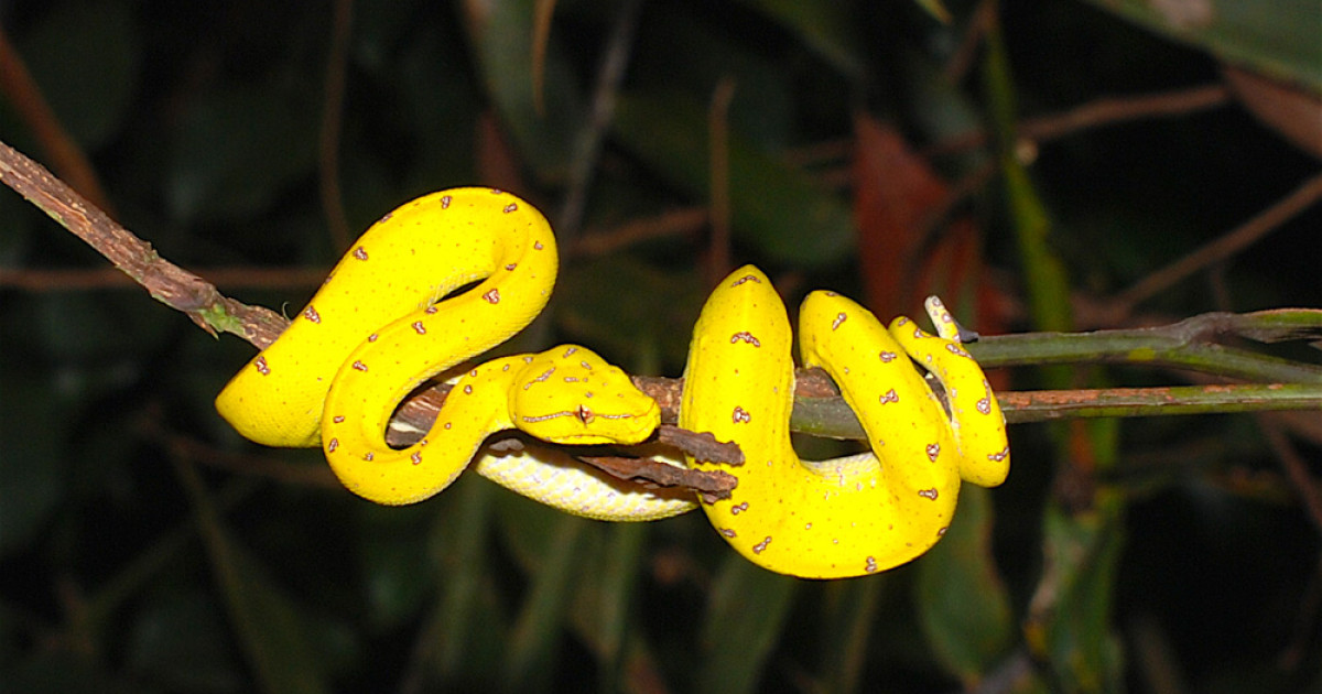 Beautiful pythons - Love them and leave them alone | The Express ...