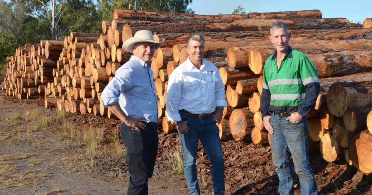 Knives out for timber industry | The Express Newspaper | Local News ...