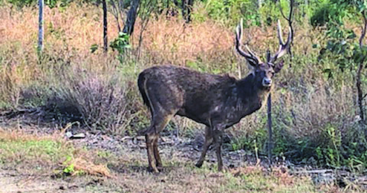 Feral deer strategy released | The Express Newspaper | Local News ...