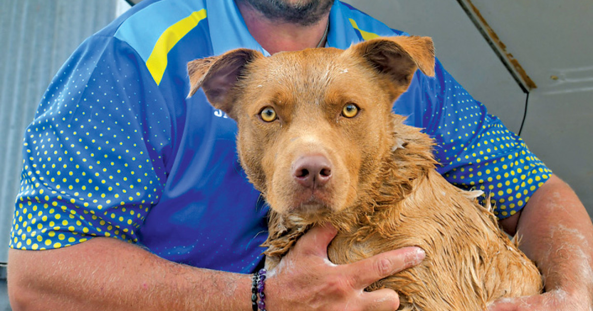 Pampering pets leads to national recognition | The Express Newspaper ...