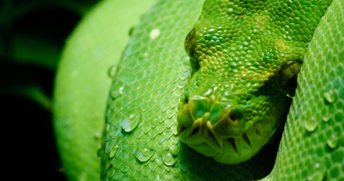 Stolen snakes returned to the wild | The Express Newspaper | Local News ...