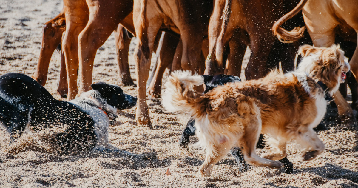 School’s in for herding dogs | The Express Newspaper | Local News covering Sport, Agricultural ...