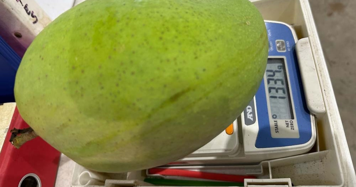 New entries shake up mango competition | The Express Newspaper | Local ...