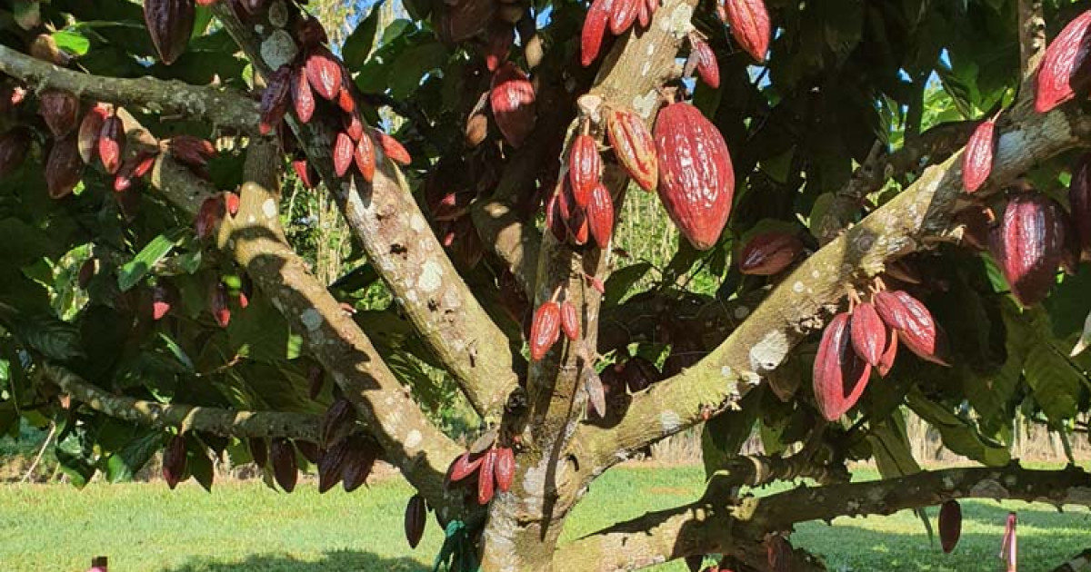 World-class chocolate grown in our backyard | The Express Newspaper ...