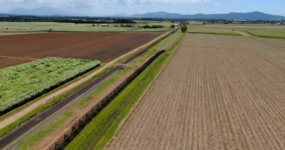 Eight cane farms to market | The Express Newspaper | Local News ...