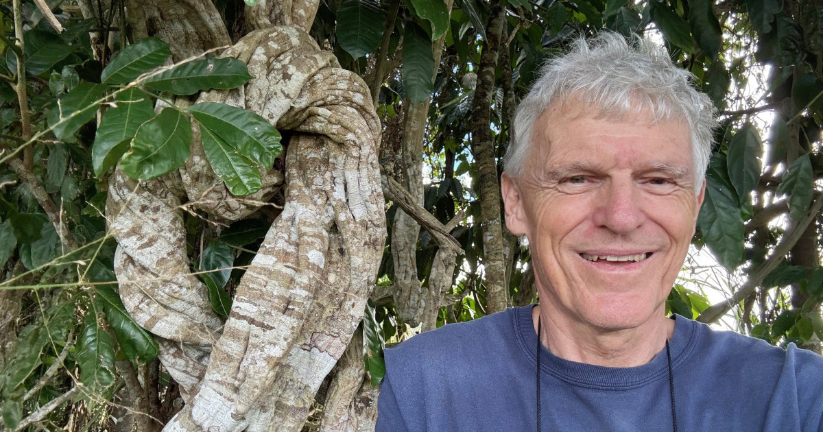 New project to remove turbina vine and restore Mabi forest | The ...