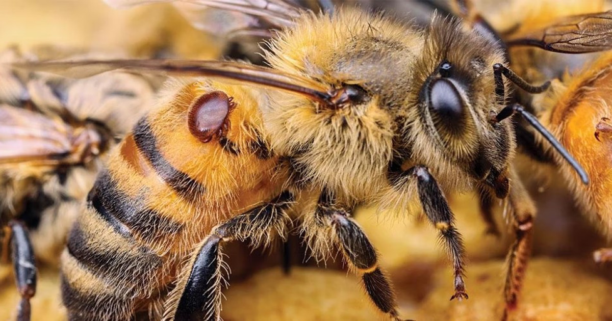 Biosecurity beefed up to protect bee colonies | The Express Newspaper ...